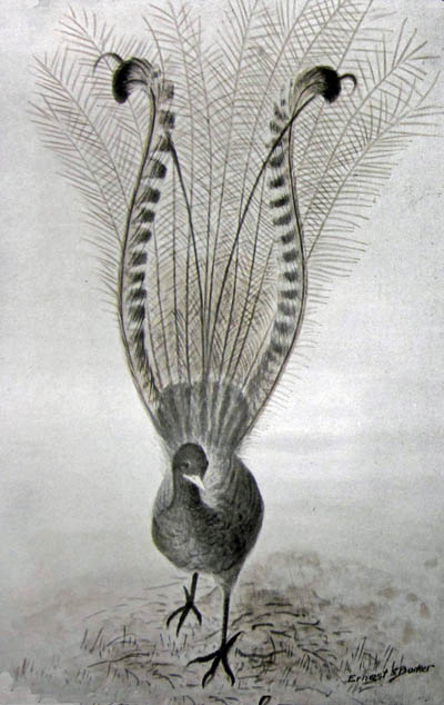 Lyrebird Tattoo